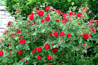 Powell Gardens' Blog: Roses, Our National Flower, Shine at Powell ...