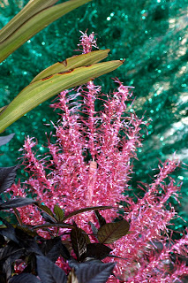 Powell Gardens' Blog: Rock'n Retro Christmas Trees