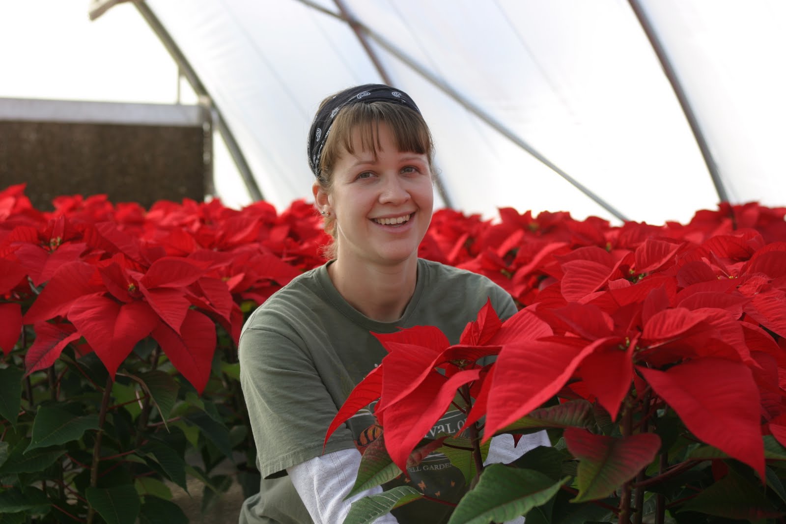 Powell Gardens' Blog: Meet the Poinsettias of 2009