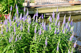 Powell Gardens' Blog: A Pre-Solstice Rainbow of Flowers