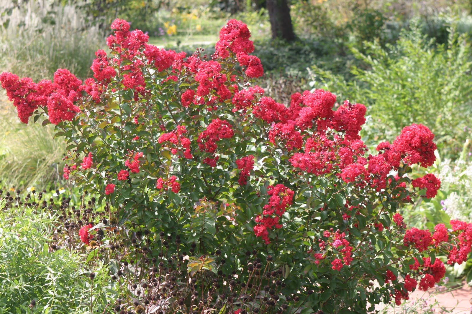 Powell Gardens' Blog: Floral Treasures after a Lush Season