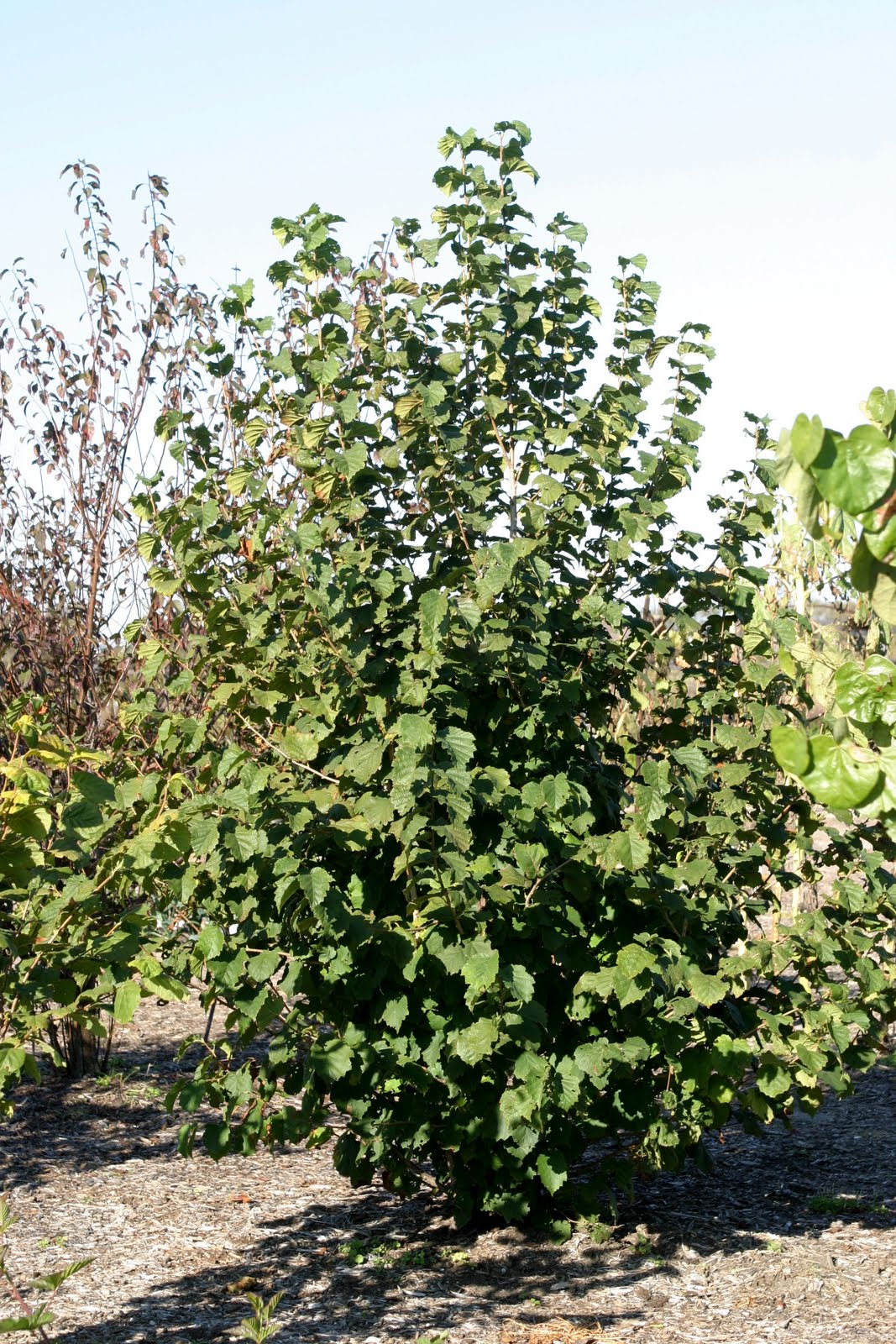 Powell Gardens' Blog: October Plants of the Heartland Harvest Garden