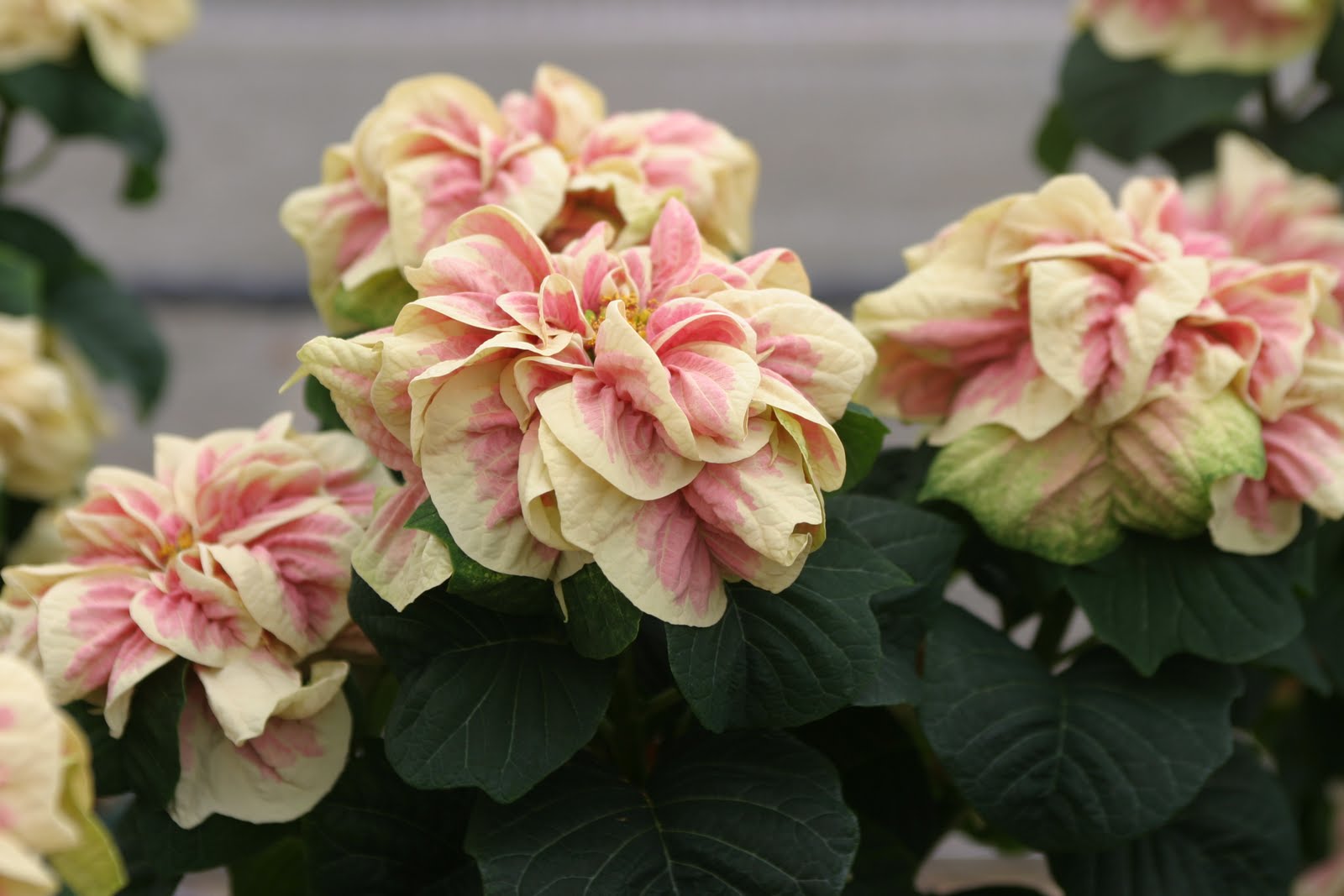 Powell Gardens' Blog: Meet The Poinsettias of 2010