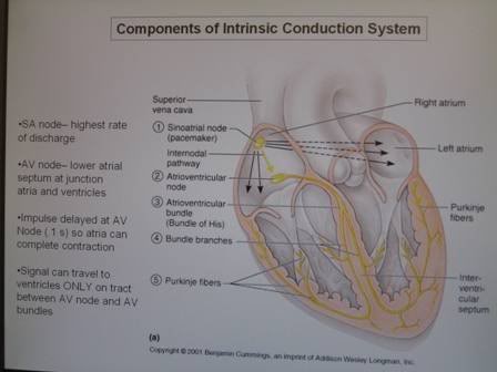 anatomyforme: Conduction System of the heart and Electrocardiography