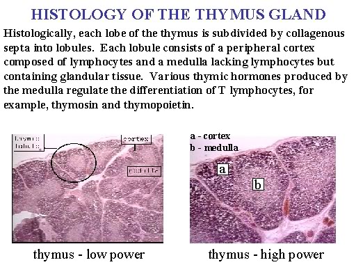 anatomyforme: Endocrine Histology Pancreas, Thymus and Pineal Body
