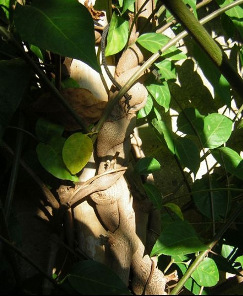 Uncommon Cactus, Succulents and Tropical Plants: Growing Banisteriopsis ...