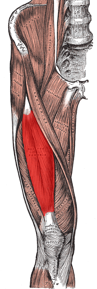 gabodanzapilates: LOS MÚSCULOS DE LA RODILLA