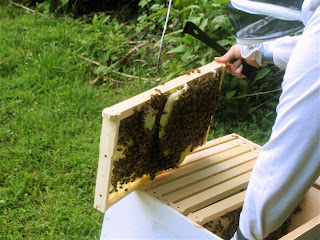 Notes from the Bee Hive: Burr Comb and Heartache