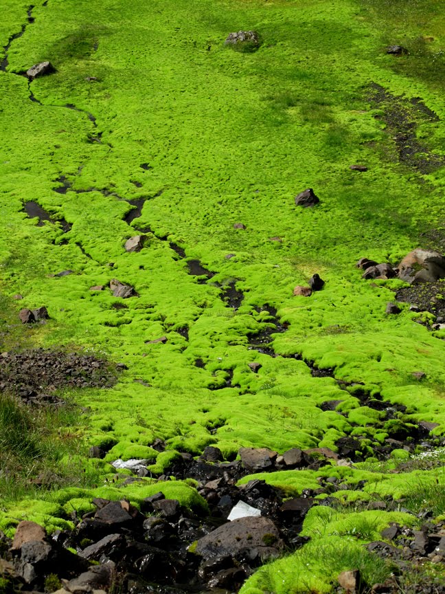 I Need A Nap: Inspired By Iceland! (The Photo Recap)