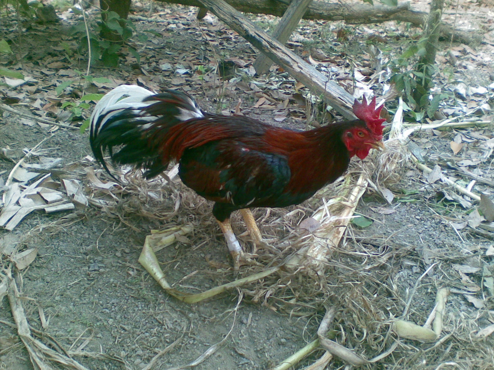 Ayam Siam / Ayam Sabung: Ayam Balung Eche