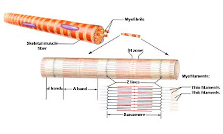 Sporttraining: Visie krachttraining deel 1.
