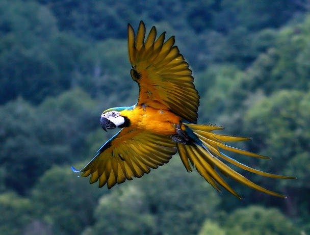 "Existe una vida para vivir": "La resurrección del papagayo"