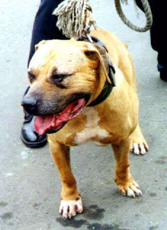 Info Pit Bull (Material Historico-Informativo): La historia del "GR. CH ...