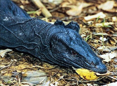 Arghentrock's A Taste of the Philippines: New Species of Giant Tree ...