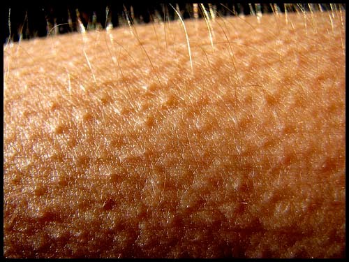 Ten Honest Seconds: Goose-bumps