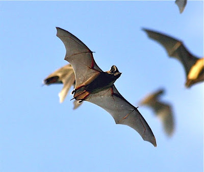 Panther Island Adventures: Critter of the Week Aug 2: Brazilian free ...