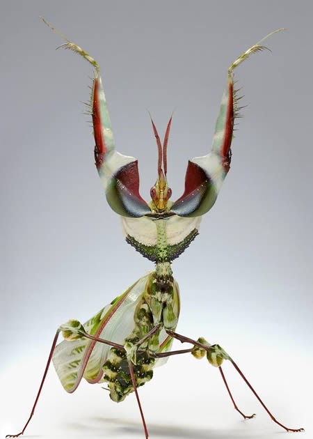 National Geographics: devils flowers mantis
