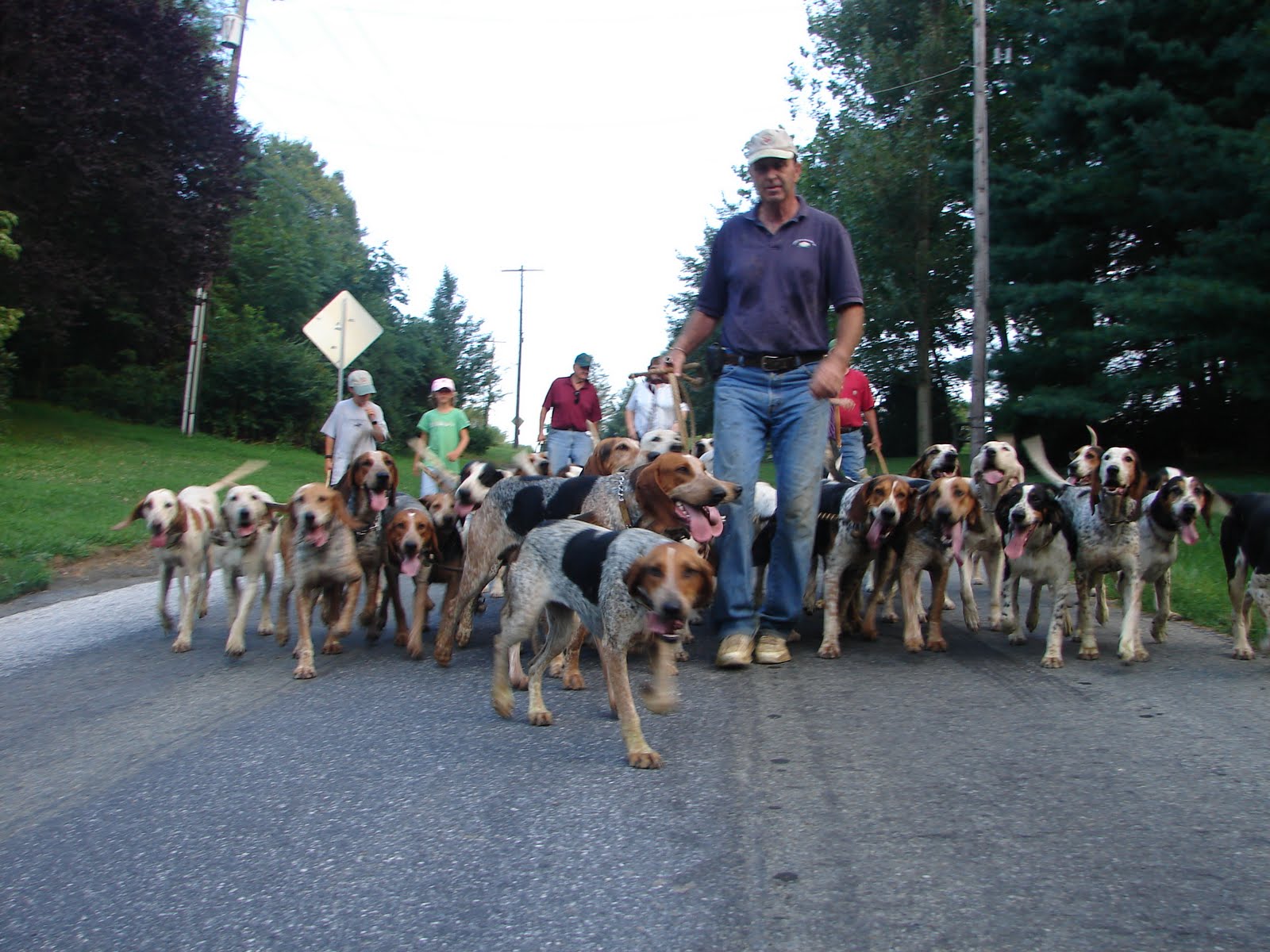 River Hills Foxhounds: July 22 - Hound Walking