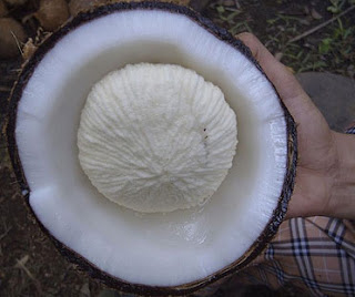 greeny crops: Coconut