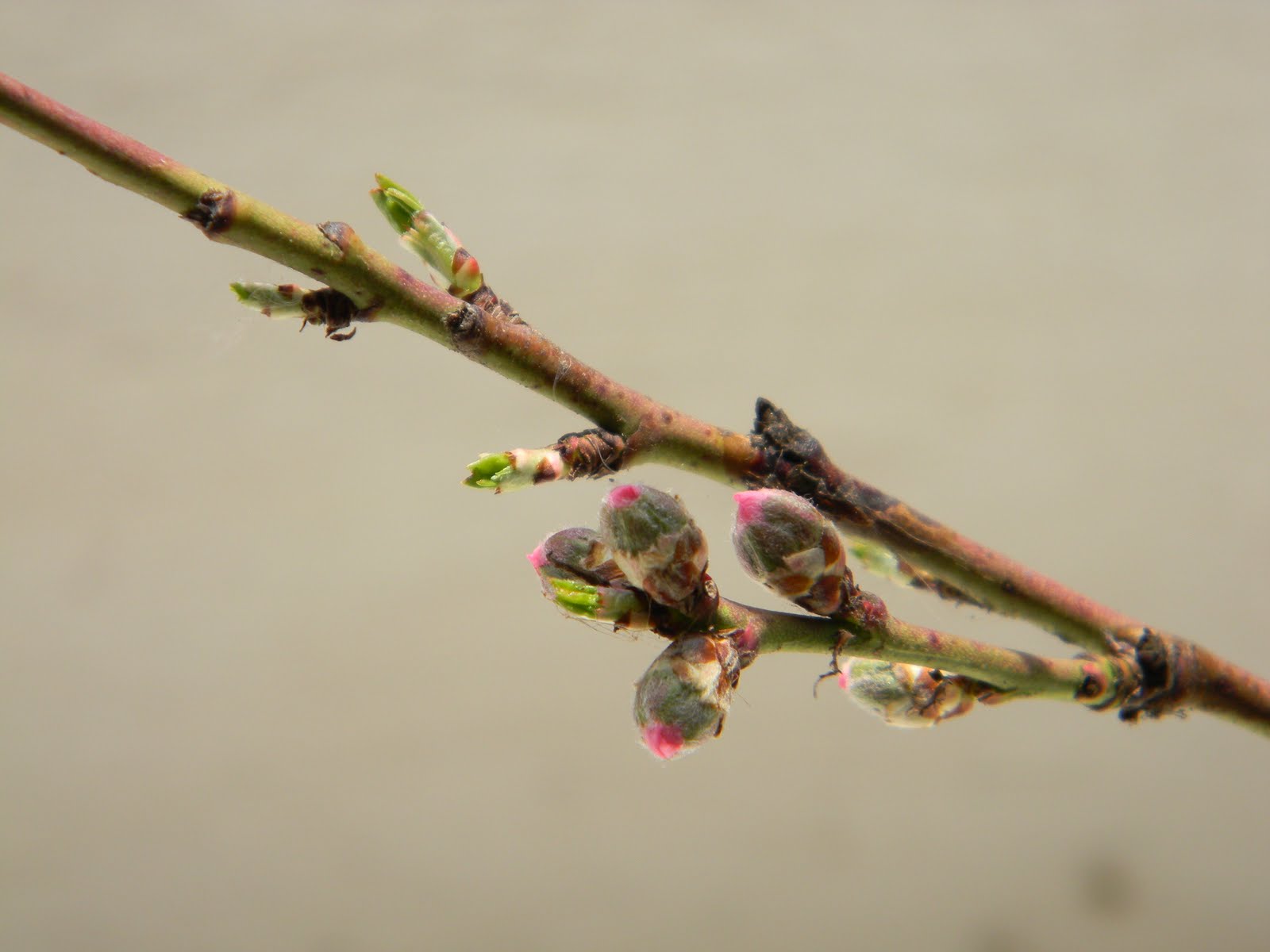 Gradina mea-in toate anotimpurile: Mugurel