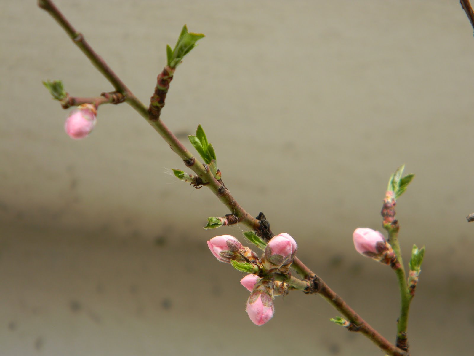 Gradina mea-in toate anotimpurile: Mugurel