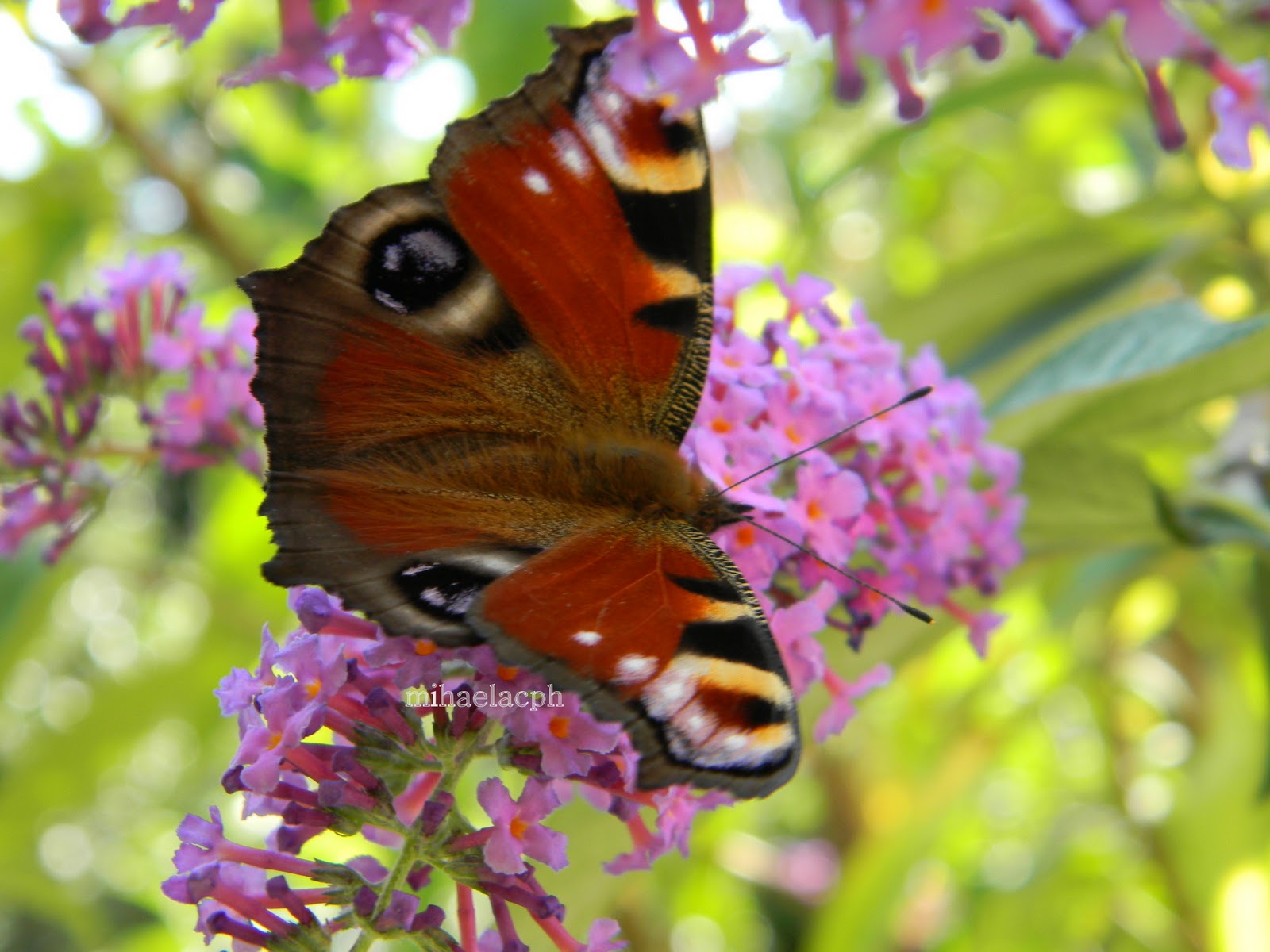 Gradina mea-in toate anotimpurile: Fluturi I