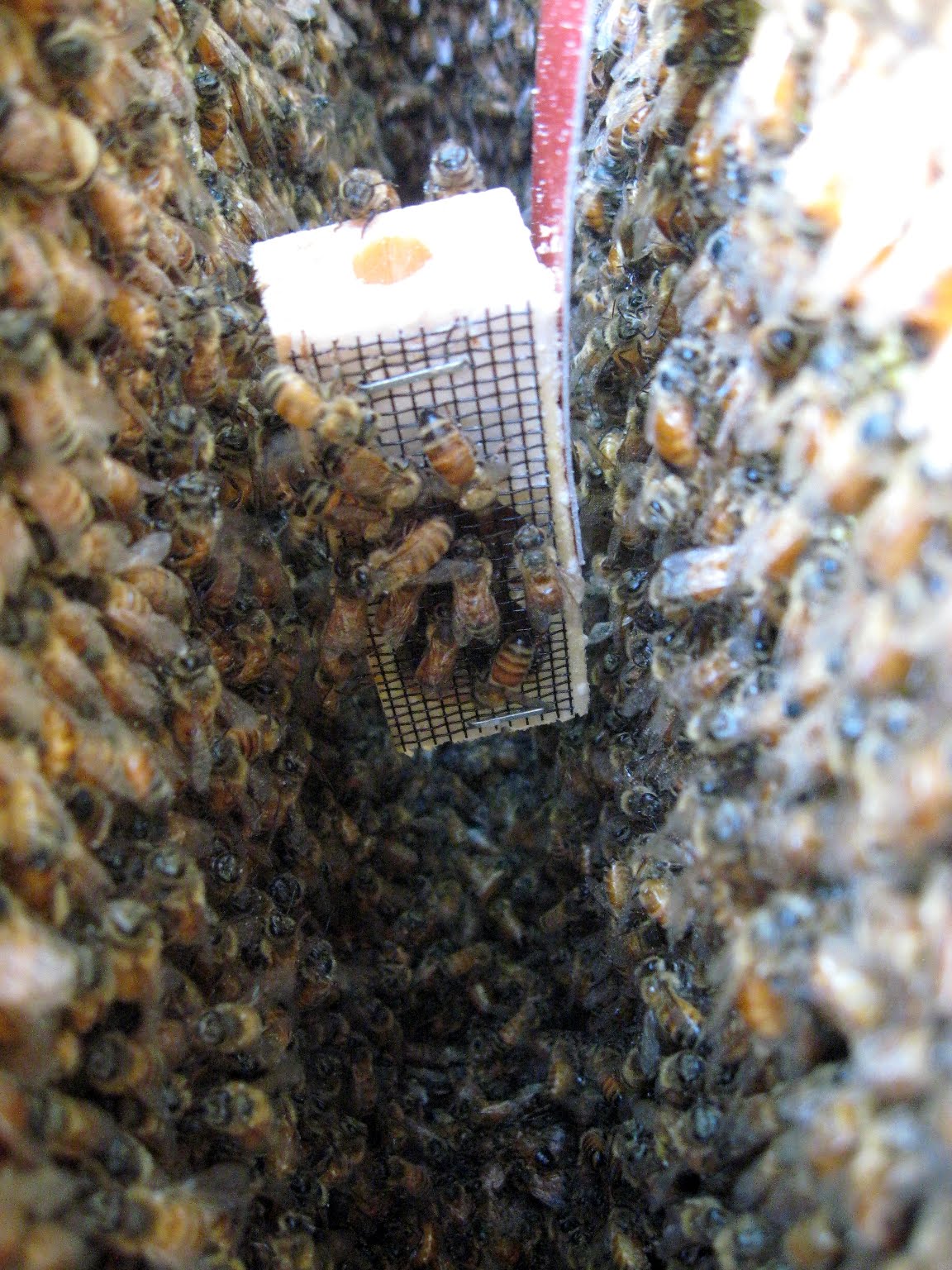 Beaver Creek Bees: Package & Installation