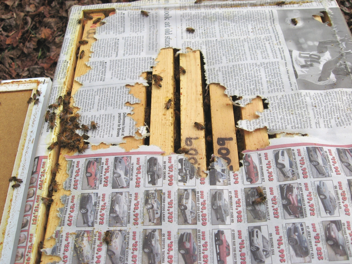 Beaver Creek Bees: November 2010