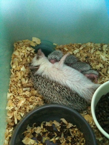 Gorgeous Hedgies: New Hedgehog Litter