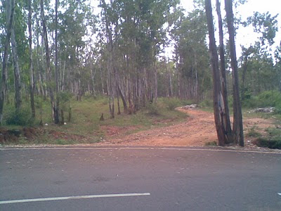 My "Earthly" Experiences: Turahalli Forest: Lost In My Backyard