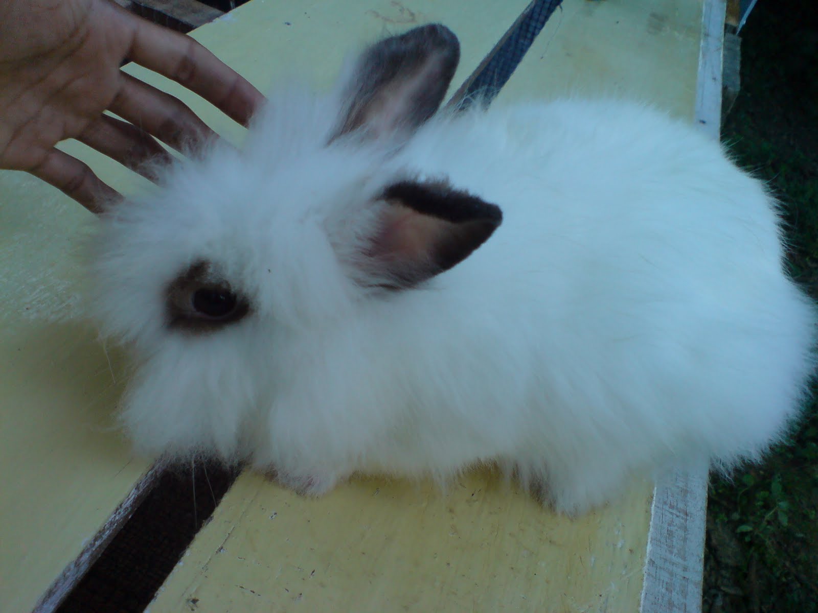 Wan@Arnab Klate: Arnab Angora English Spot Induk(SOLD)