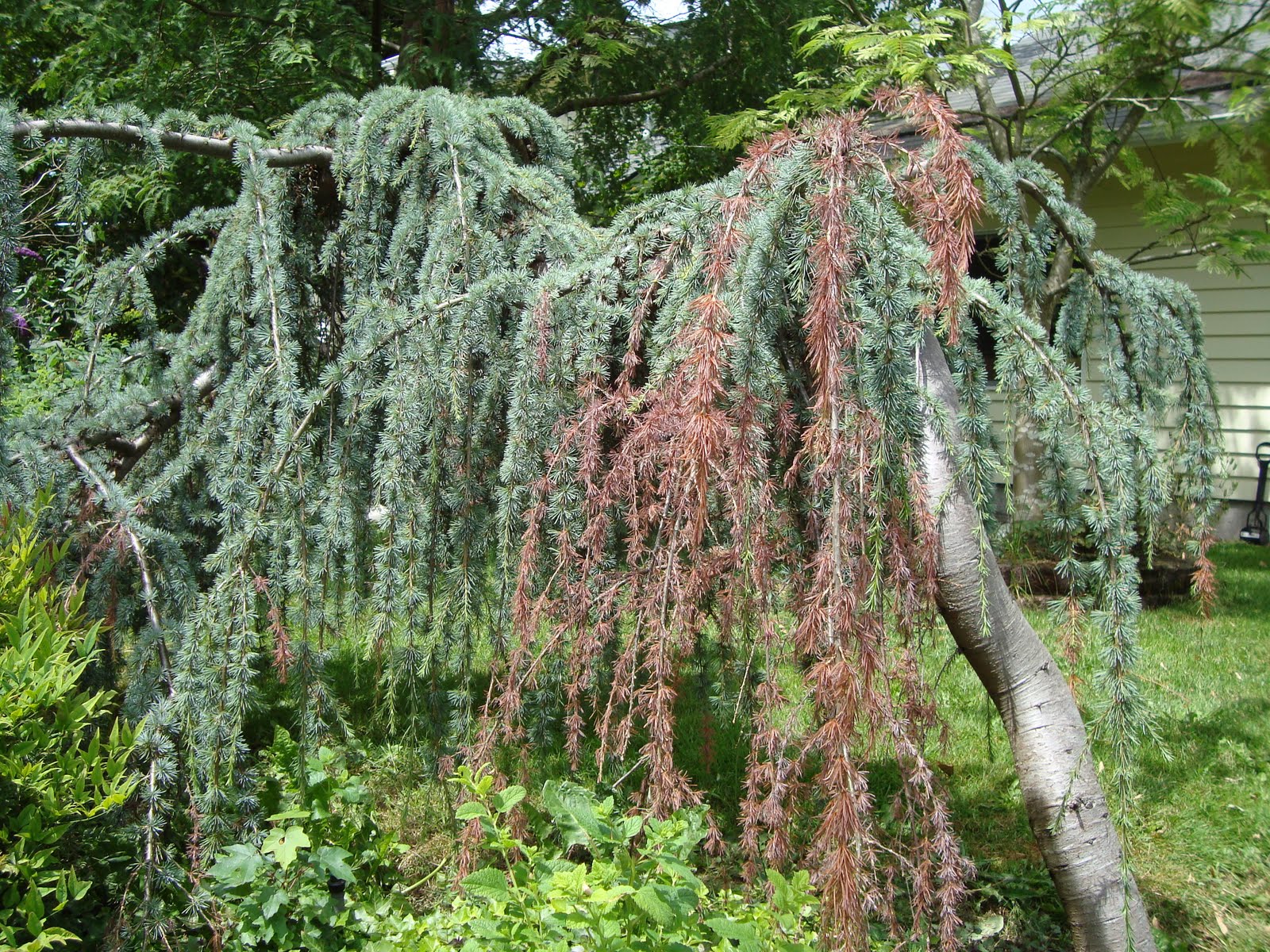 Animalia: Tree worries