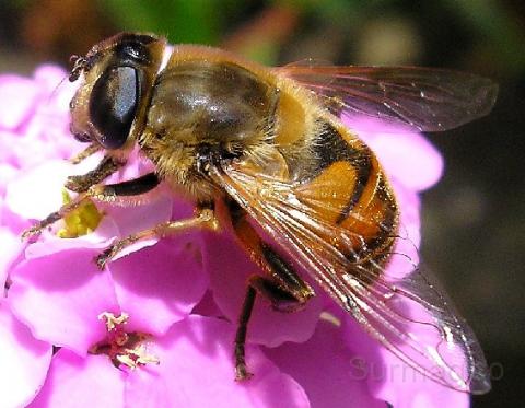 Curiosidades y fotos de animales: Abeja