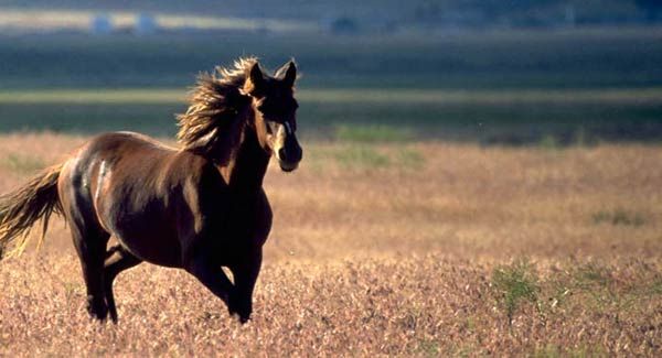 Curiosidades y fotos de animales: Caballo
