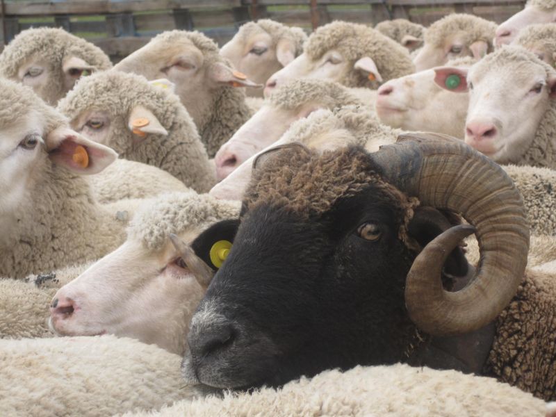 Curiosidades y fotos de animales: Carnero