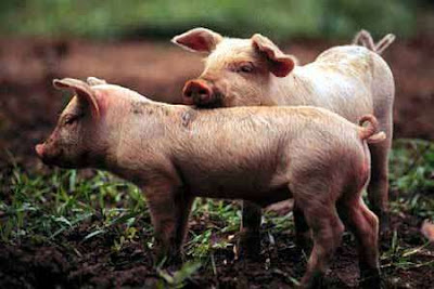 Curiosidades y fotos de animales: Cerdo