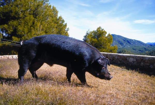 Curiosidades y fotos de animales: Cerdo