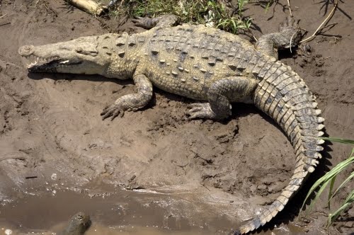 Curiosidades y fotos de animales: Cocodrilo