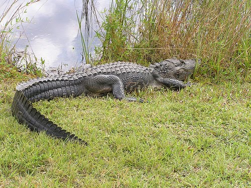 Curiosidades y fotos de animales: Cocodrilo