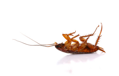 Curiosidades y fotos de animales: Cucaracha