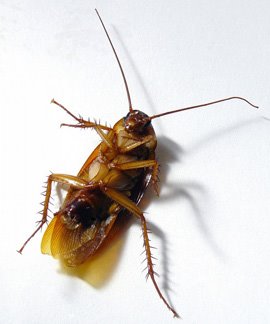 Curiosidades y fotos de animales: Cucaracha