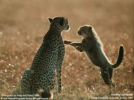 Curiosidades y fotos de animales: Guepardo