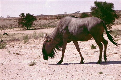 Curiosidades y fotos de animales: Ñu