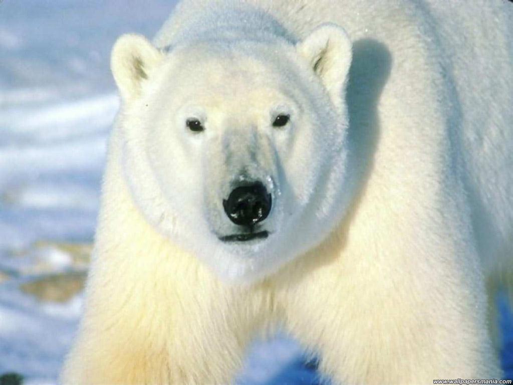 Curiosidades y fotos de animales: Oso polar