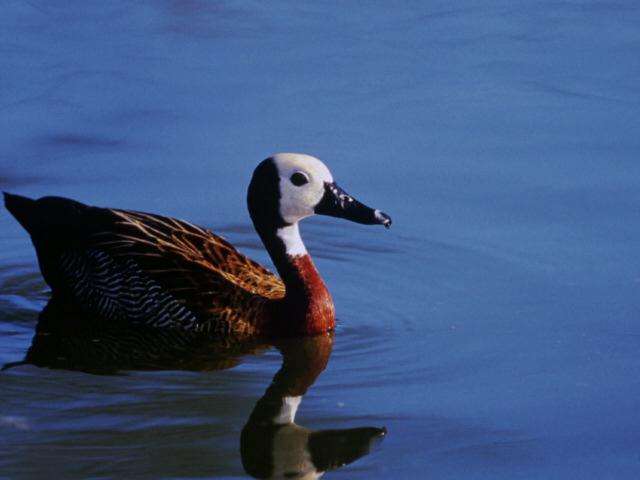 Curiosidades y fotos de animales: Pato