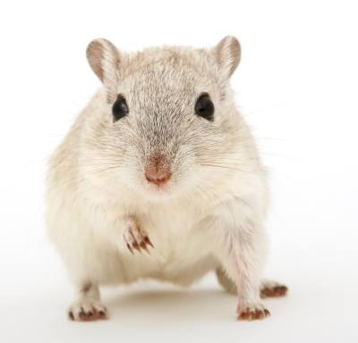 Curiosidades y fotos de animales: Rata