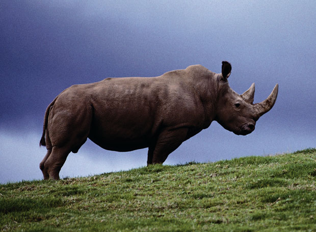 Curiosidades y fotos de animales: Rinoceronte