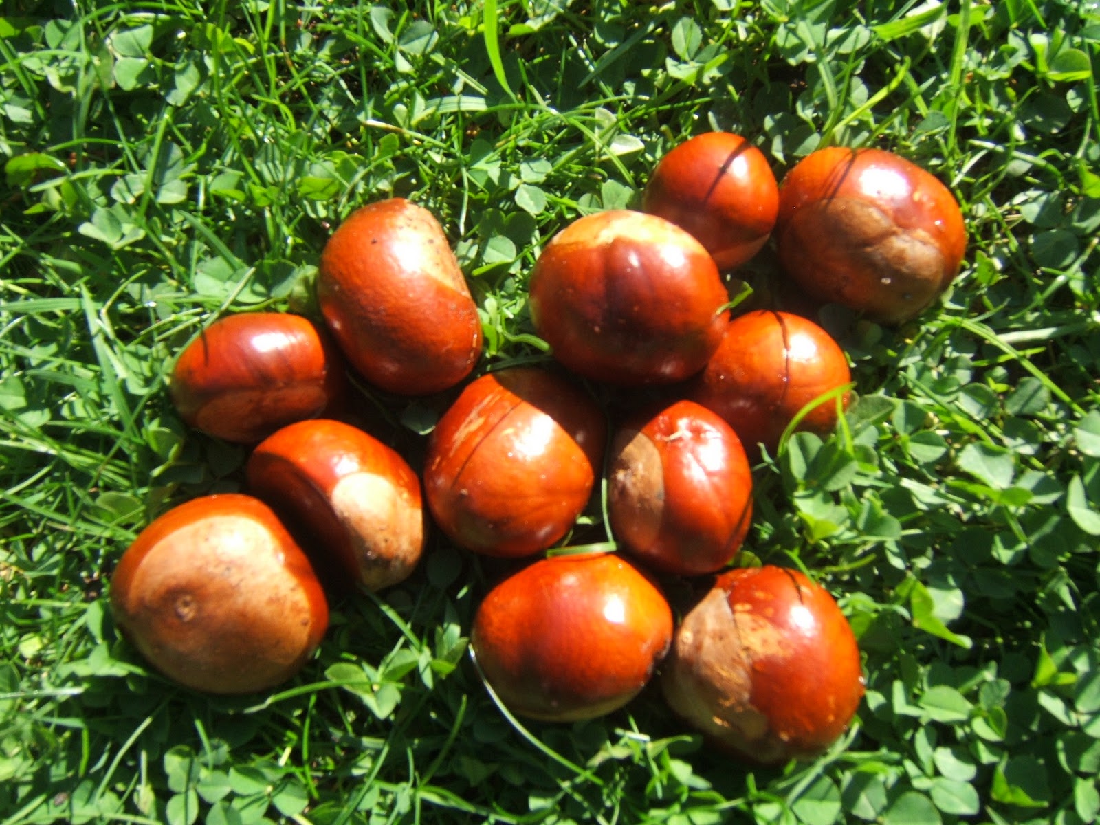 Little Sealed Packages: Conker