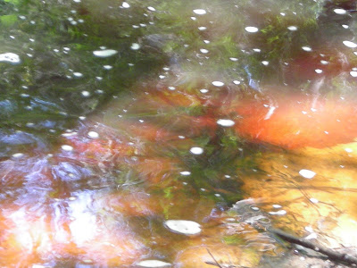 s t a n d i n g w a t e r: HELL is full of Cypress Trees and Lilypads ...