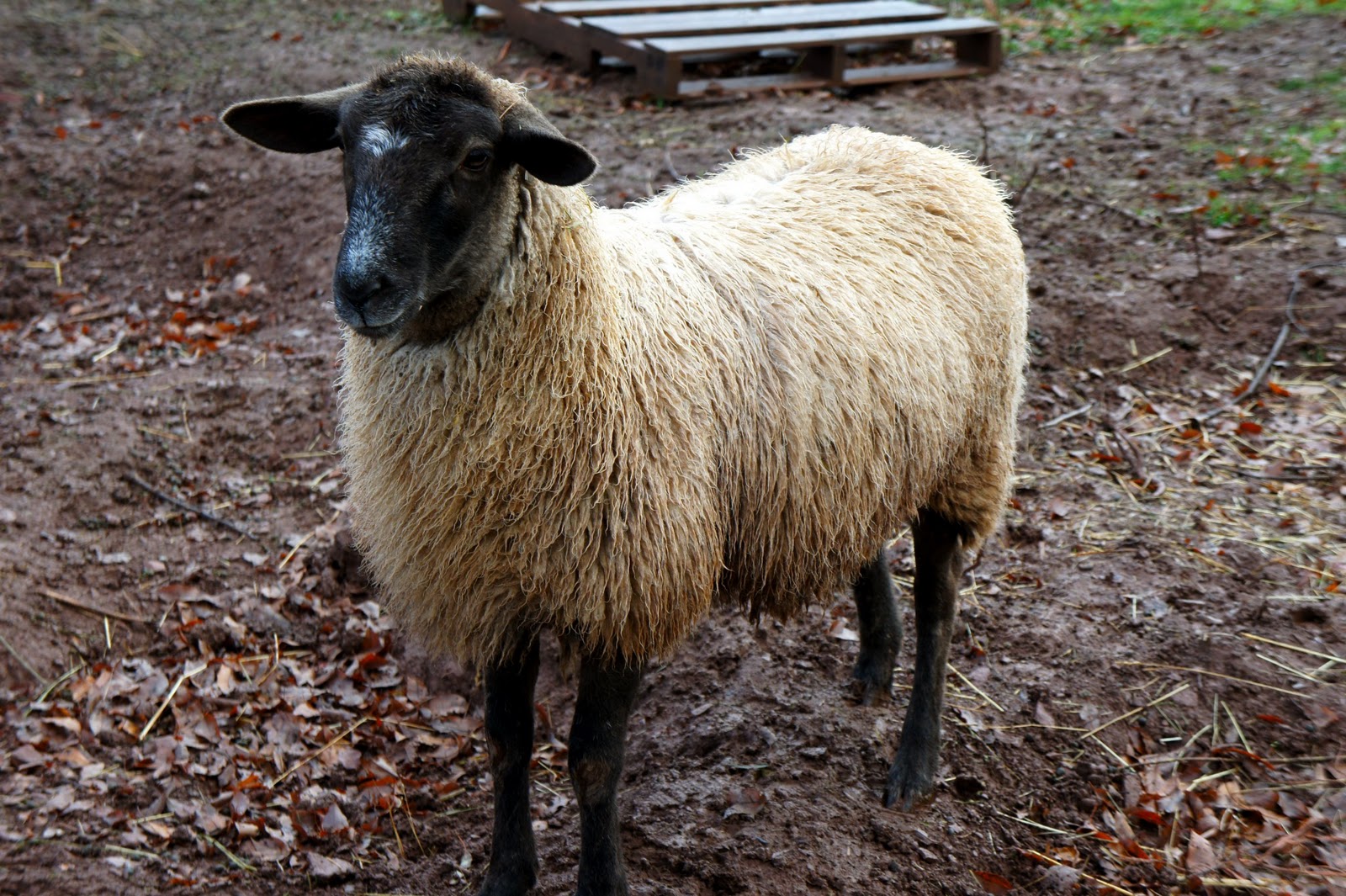 A MAN AND HIS MEAT: A Guide To Butchering Sheep